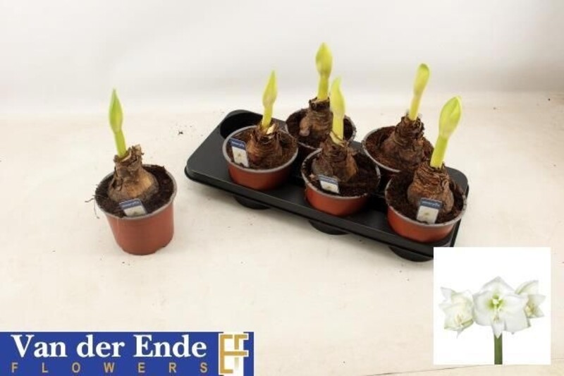 Amaryllis Hvit - Slettevold Hagesenter
